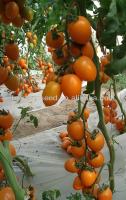 China Jinzuan F1 Hybrid Yellow Indeterminate Cherry Tomato Seeds High Yield Greenhouse Seeds T14 for sale