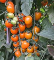 China Jinzuan F1 Hybrid Yellow Indeterminate Cherry Tomato Seeds High Yield Greenhouse Seeds T14 for sale