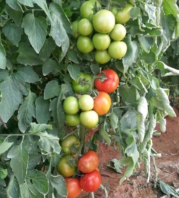 China Shouxing Good Fruit Setting F1 Hybrid Tomato Seeds Good Hardness T17 for sale