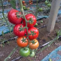 China Shouxing Good Fruit Setting F1 Hybrid Tomato Seeds Good Hardness T17 for sale