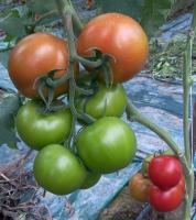 China Shouxing Good Fruit Setting F1 Hybrid Tomato Seeds Good Hardness T17 for sale