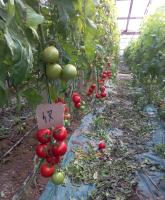 China Shouxing Good Fruit Setting F1 Hybrid Tomato Seeds Good Hardness T17 for sale