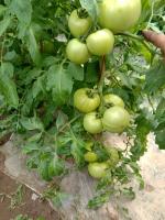 China T18 JP No.1 Medium Size Pink Tomato Seeds High Yield F1 Hybrid Round Glossy Skin for sale