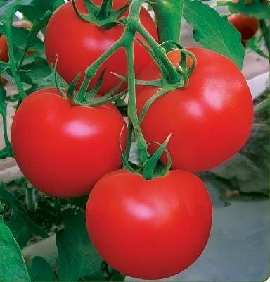 China Jinshun Strong Disease Resistant Indeterminate Tomato Seeds Storage Friendly T20 for sale