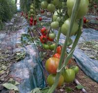 China Jinshun Strong Disease Resistant Indeterminate Tomato Seeds Storage Friendly T20 for sale
