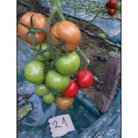 China Huahong Indeterminate Grow F1 Tomato Seeds Round For Greenhouse Planting T21 for sale