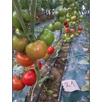 China Huahong Indeterminate Grow F1 Tomato Seeds Round For Greenhouse Planting T21 for sale