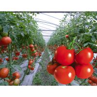 China Huahong Indeterminate Grow F1 Tomato Seeds Round For Greenhouse Planting T21 for sale