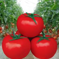 China Wanshi Big Size Bulk Hybrid Determinate Tomato Seeds Excellent Hardness  T22 for sale