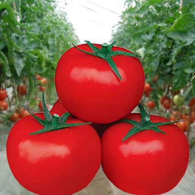 China Wanshi Big Size Bulk Hybrid Determinate Tomato Seeds Excellent Hardness  T22 for sale