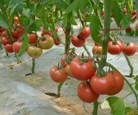 China Wanshi Big Size Bulk Hybrid Determinate Tomato Seeds Excellent Hardness  T22 for sale