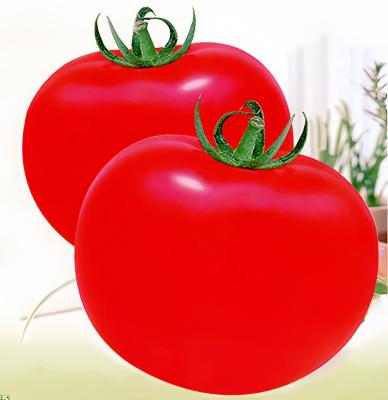 China Baodian F1 Hybrid Determinate Tomato Seeds Blight Resistance Round Shape T23 for sale