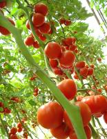 China Baodian F1 Hybrid Determinate Tomato Seeds Blight Resistance Round Shape T23 for sale