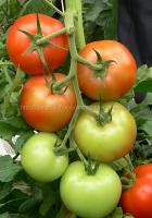 China Baodian F1 Hybrid Determinate Tomato Seeds Blight Resistance Round Shape T23 for sale