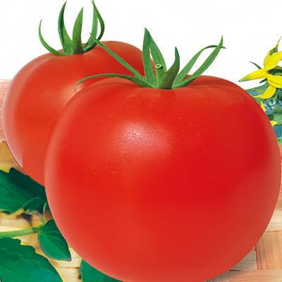 China T24 JP No.3 Tolerate Heat Bulk Hybrid Tomato Seeds F1 For Commercial Farming for sale