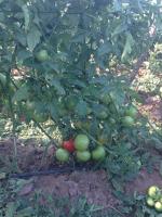 China T24 JP No.3 Tolerate Heat Bulk Hybrid Tomato Seeds F1 For Commercial Farming for sale