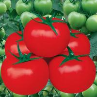 China Big Tomato Seeds Disease Resistant Determinate Grow Hybrid Tomato Seeds T25 for sale