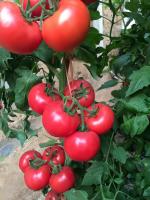 China Meite Greenhouse Determinate Tomato Seeds Chinese Vegetable Seeds Good Taste T32 for sale