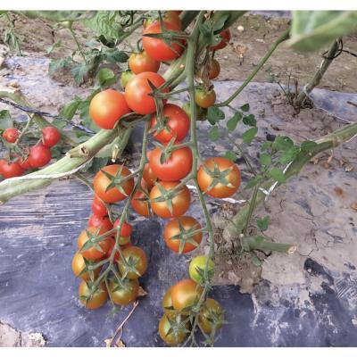 China Hongling No.88 High Sugar Round Cherry Tomato Seeds F1 Hybrid T33 for sale
