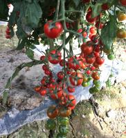 China Hongling No.88 High Sugar Round Cherry Tomato Seeds F1 Hybrid T33 for sale