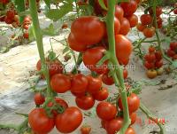 China Hongrui Big Fruit F1 Hybrid Red Indeterminate Tomato Seeds Medium Hardness T43 for sale