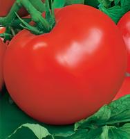 China Hongxi F1 Hybrid Indoor Outdoor Tomato Seeds For Planting Indeterminate Growth T44 for sale