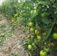 China Hongxi F1 Hybrid Indoor Outdoor Tomato Seeds For Planting Indeterminate Growth T44 for sale