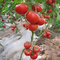 China Hedan F1 Hybrid Tomato Vegetable Seeds TYLCV Disease Resistant T45 for sale