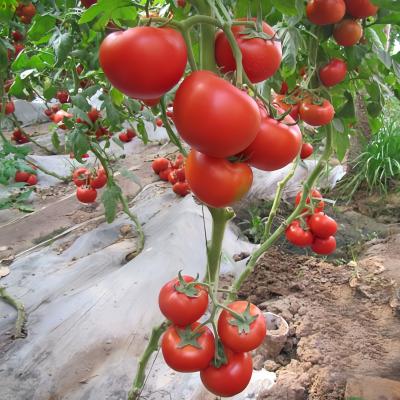 China Hedan F1 Hybrid Tomato Vegetable Seeds TYLCV Disease Resistant T45 for sale