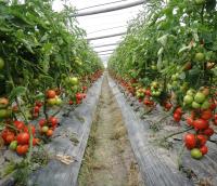 China Hedan F1 Hybrid Tomato Vegetable Seeds TYLCV Disease Resistant T45 for sale