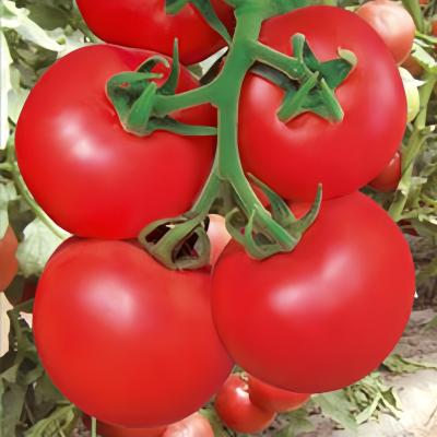 China Bawang Mid Early Maturity Spring Indeterminate Tomato Seeds For Greenhouse T46 for sale