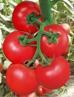 China Bawang Mid Early Maturity Spring Indeterminate Tomato Seeds For Greenhouse T46 for sale