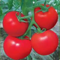 China Zhijun Excellent Hard Indeterminate Red Tomato Seeds  F1 Hybrid For Spring Planting T47 for sale