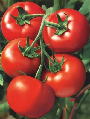 China New Jingfeng High Resistant Disease Indeterminate Tomato Seeds Indoor Outdoor T48 for sale