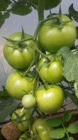 China New Jingfeng High Resistant Disease Indeterminate Tomato Seeds Indoor Outdoor T48 for sale