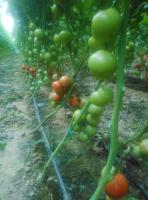 China New Jingfeng High Resistant Disease Indeterminate Tomato Seeds Indoor Outdoor T48 for sale