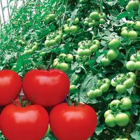 China Kaluola Heat Resistant F1 Hybrid Bulk Tomato Seeds Greenhouse Tomato Seeds GL-T49 for sale