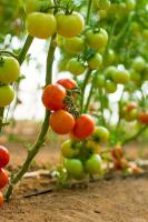 China Kaluola Heat Resistant F1 Hybrid Bulk Tomato Seeds Greenhouse Tomato Seeds GL-T49 for sale