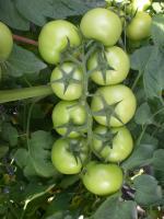 China Energy Disease Resistant Indeterminate Tomato Seeds Bulk Tomato Seeds T50 for sale