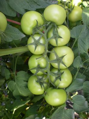 China Energy Disease Resistant Indeterminate Tomato Seeds Bulk Tomato Seeds T50 for sale