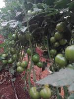 China Energy Disease Resistant Indeterminate Tomato Seeds Bulk Tomato Seeds T50 for sale