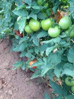 China Energy Disease Resistant Indeterminate Tomato Seeds Bulk Tomato Seeds T50 for sale