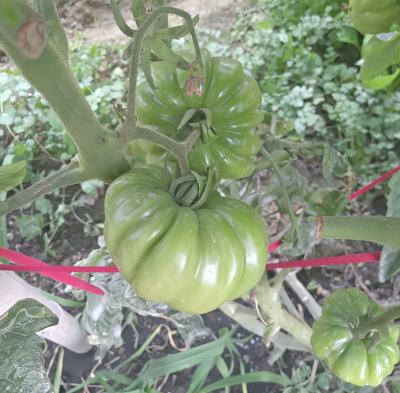 China Mati Big Fruit Size Indeterminate Hybrid Special Tomato Seeds T51 for sale
