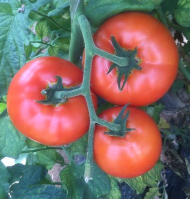 China Dabao Diease Resistance Indeterminate Red Tomato Seeds F1 For Sowing T53 for sale