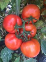 China Dabao Diease Resistance Indeterminate Red Tomato Seeds F1 For Sowing T53 for sale