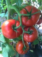 China Dabao Diease Resistance Indeterminate Red Tomato Seeds F1 For Sowing T53 for sale