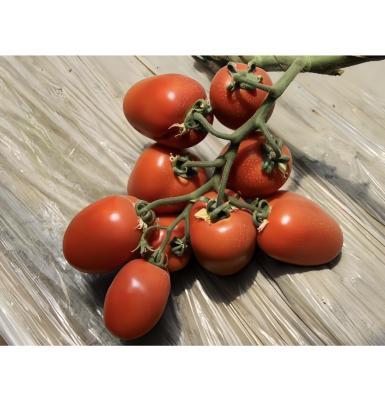 China No.5 Oval Shape Indeterminate Grow F1 Tomato Seeds For Planting T54 for sale