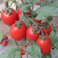 China No.5 Oval Shape Indeterminate Grow F1 Tomato Seeds For Planting T54 for sale