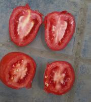 China No.5 Oval Shape Indeterminate Grow F1 Tomato Seeds For Planting T54 for sale