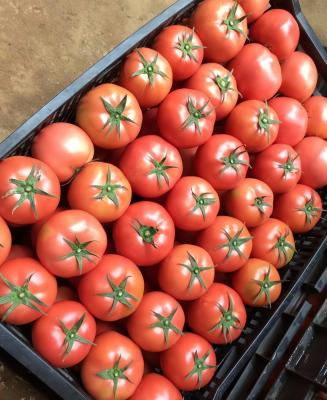 China No.7161 Round Indeterminate Hybrid Pink Tomato Seeds  TYLCV Resistant T55 for sale